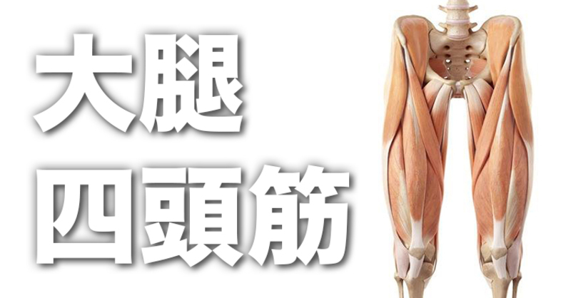 大腿四頭筋の起始・停止、支配神経からストレッチ、トレーニング 理学療法士・作業療法士・言語聴覚士の求人、セミナー情報なら【post】