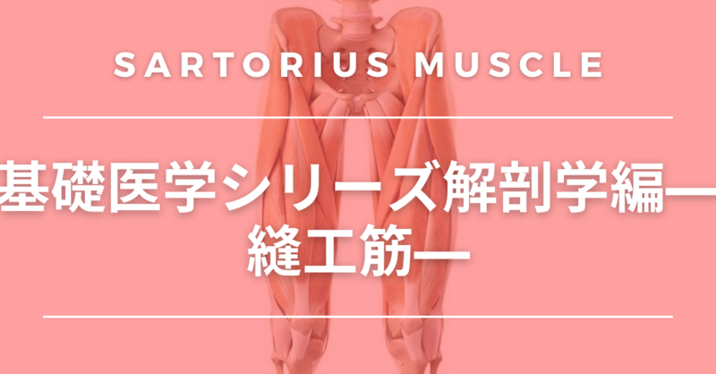 基礎医学シリーズ解剖学編―縫工筋― 理学療法士・作業療法士・言語聴覚士の求人、セミナー情報なら【post】