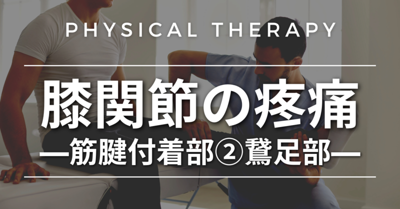 膝関節の疼痛 筋腱付着部②鵞足部 理学療法士・作業療法士・言語聴覚士の求人、セミナー情報なら【post】