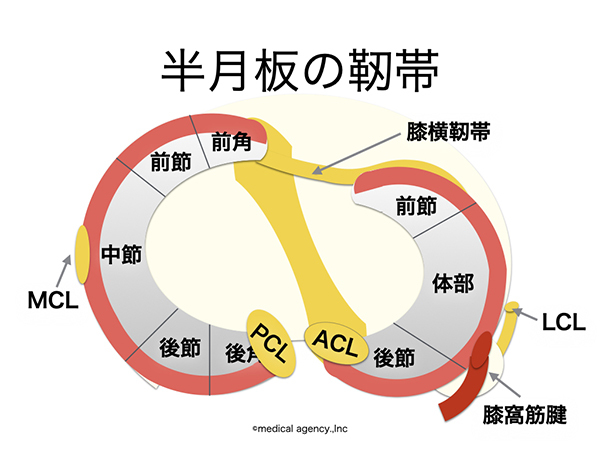半月板（外側半月板、内側半月）の機能と構造 理学療法士・作業療法士・言語聴覚士の求人、セミナー情報なら【post】