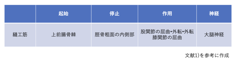 基礎医学シリーズ解剖学編―縫工筋― 理学療法士・作業療法士・言語聴覚士の求人、セミナー情報なら【post】