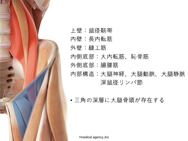 基礎医学シリーズ解剖学編―縫工筋― 理学療法士・作業療法士・言語聴覚士の求人、セミナー情報なら【post】