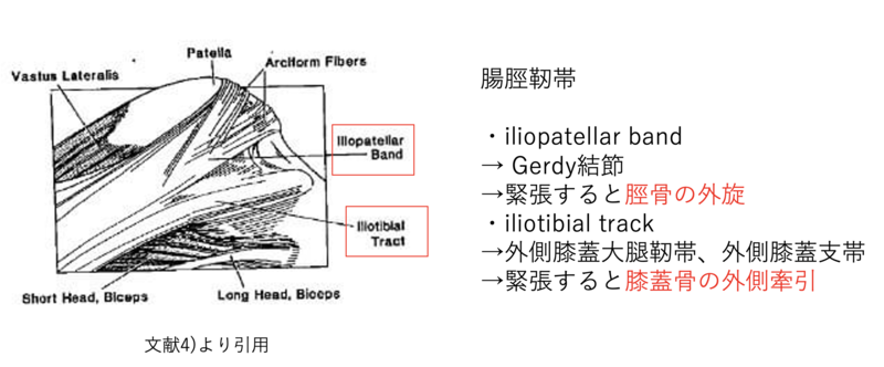 膝関節の疼痛 筋腱付着部①腸脛靭帯 理学療法士・作業療法士・言語聴覚士の求人、セミナー情報なら【post】