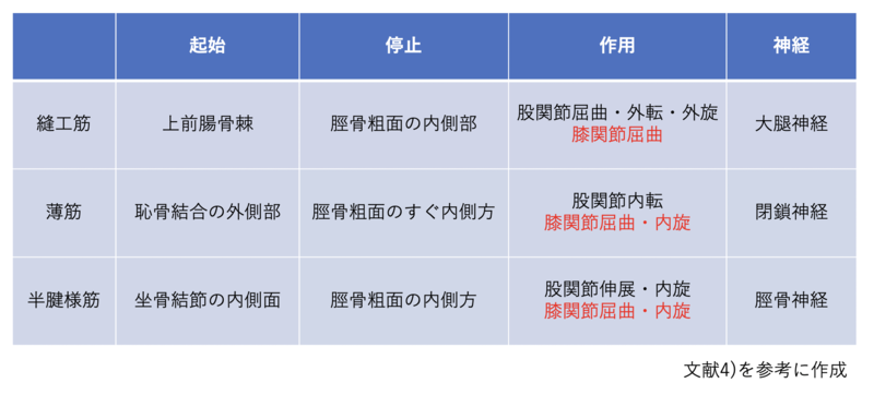 膝関節の疼痛 筋腱付着部②鵞足部 理学療法士・作業療法士・言語聴覚士の求人、セミナー情報なら【post】