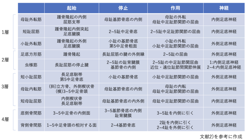 【ug】基礎医学シリーズ解剖学編―足部内在筋―|トレーニング5選 理学療法士・作業療法士・言語聴覚士の求人、セミナー情報なら【post】