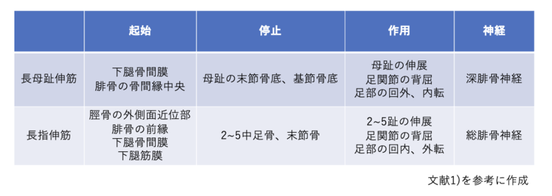 基礎医学シリーズ触診編―下腿前面― 理学療法士・作業療法士・言語聴覚士の求人、セミナー情報なら【post】