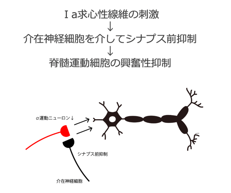 振動刺激の臨床活用 理学療法士・作業療法士・言語聴覚士の求人、セミナー情報なら【post】