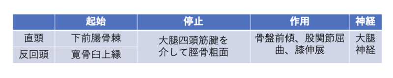 基礎医学シリーズ解剖学編―大腿直筋― 理学療法士・作業療法士・言語聴覚士の求人、セミナー情報なら【post】